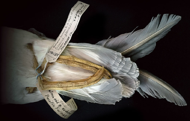 Point of “Fact” - Headlands Center for the Arts